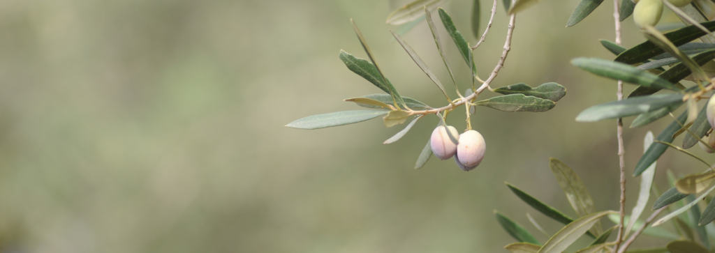 The Israel-Hamas War: Reflections in a Time of Crisis - Evolve